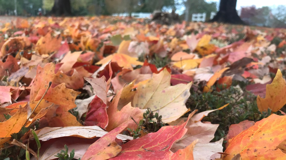 Introvert vs Extrovert – Camden's Corner